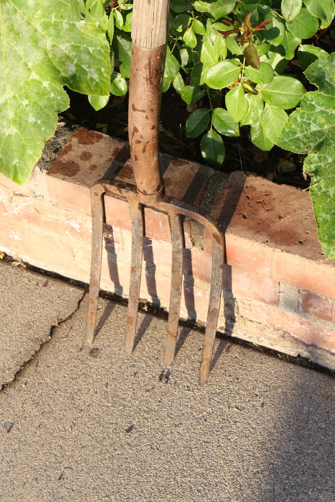 Sunny Simple Life: How to Divide Bulbs